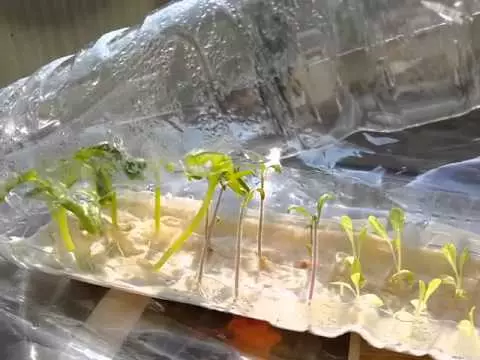 Frøplanter tomat: vokser i en plastflaske på toiletpapir