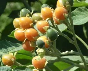 Características e descrición do tomate Digger, como plantar e crecer