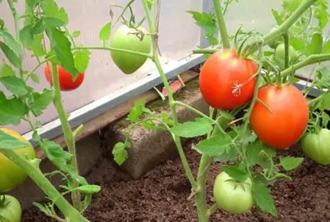 Tomate tomate f1