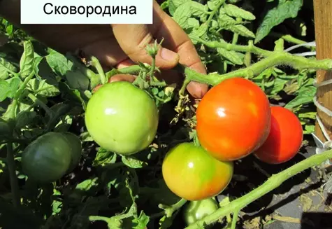 Bushes Tomato Skovorodina