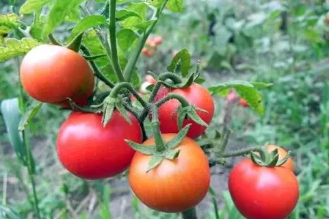 Tomoso Tomato Dream Gerdener