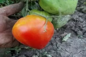 Danasîna tomato tomato tomato rhine, taybetmendiya wê û hilberîna wê