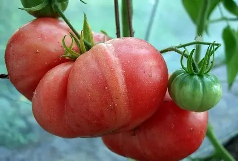 토마토 덤불 나무 딸기 자이언트