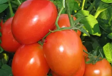 I-Tomato Antostasia