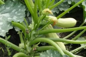 Có thể cắt lá dưới vào zucchini trong đất mở và nó nên được thực hiện