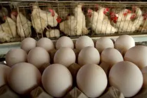Ar kiaušinių broileriai ir paukščių taisyklės