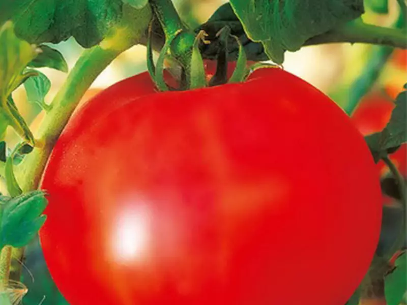 Tomatenversorgung wächst