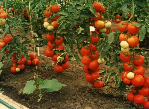 Tomate în grădină de legume