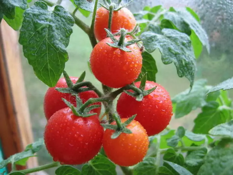 Rastúce paradajky