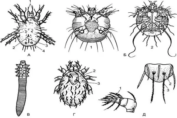 Acariform parasites.