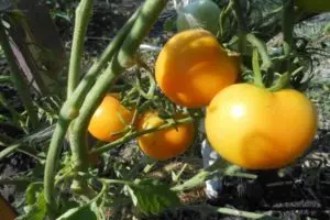 Penerangan mengenai gred tomato sifar, ciri dan hasilnya