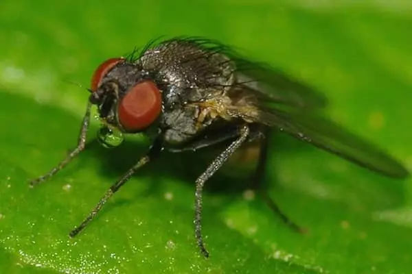 мініруючая муха