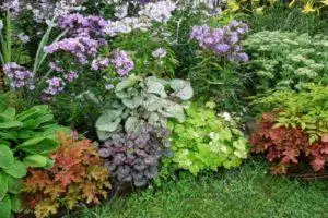 15 bedste typer af teothelubil planter til haven blomstrer hele sommeren