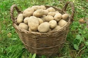 Beschrijving van het cijfer van aardappelen Elizabeth, de eigenaardigheden van groeien en zorg