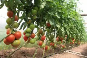 Atterraggio, crescita e cura per i pomodori nella serra a casa