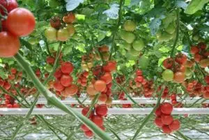 Charakteristik und Beschreibung eines Tomatengrad-roten Pfeils