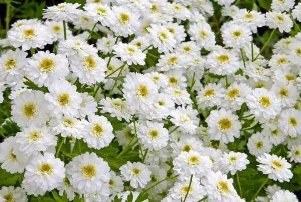 Chrysanthemum djevica: opis vrste i karakteristika, 8 najboljih sorti, njege, bolesti