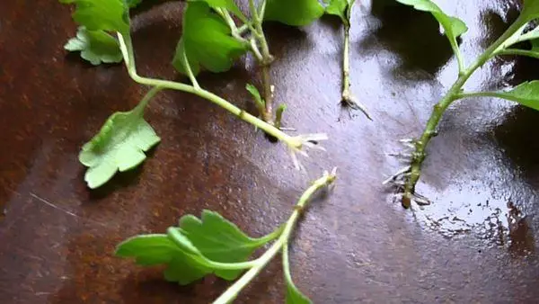 Cuttings Chrysanthemum