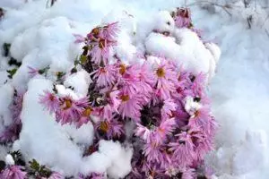 Wéi kënnt Dir Chrysanthemum am Wanter behalen an de Regele vun Ënnerdaach an der oppener Buedem