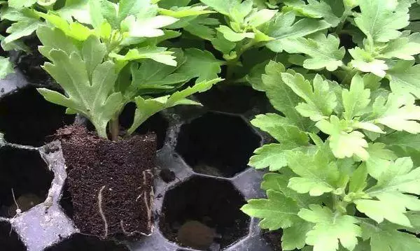 Seedling Chrysanthemum