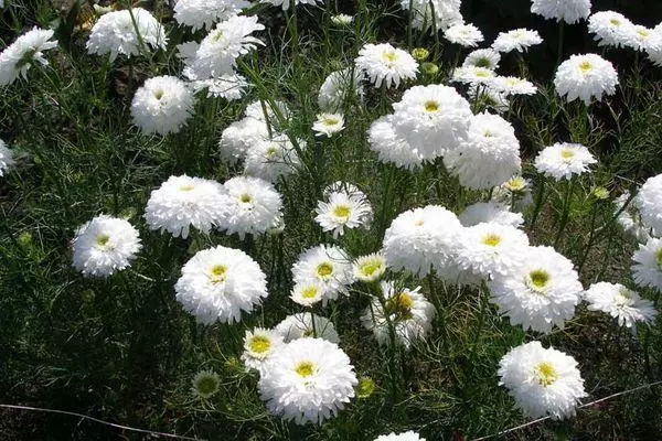 Flores brancas