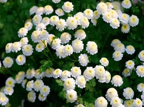 Սպիտակ ծաղիկներ