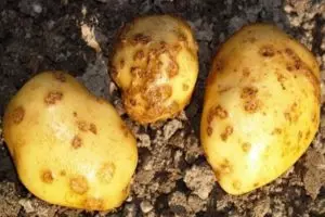 土豆（Rhizocontoniosis）的描述和治疗土豆，现代措施打击