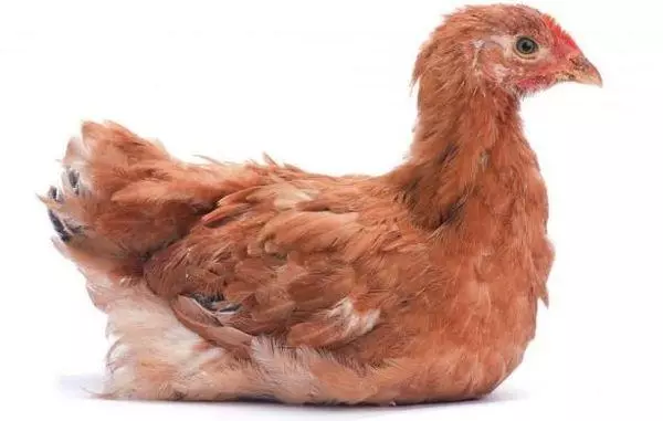 Chicken Nautushka