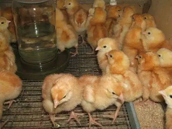 Fodring kyllinger