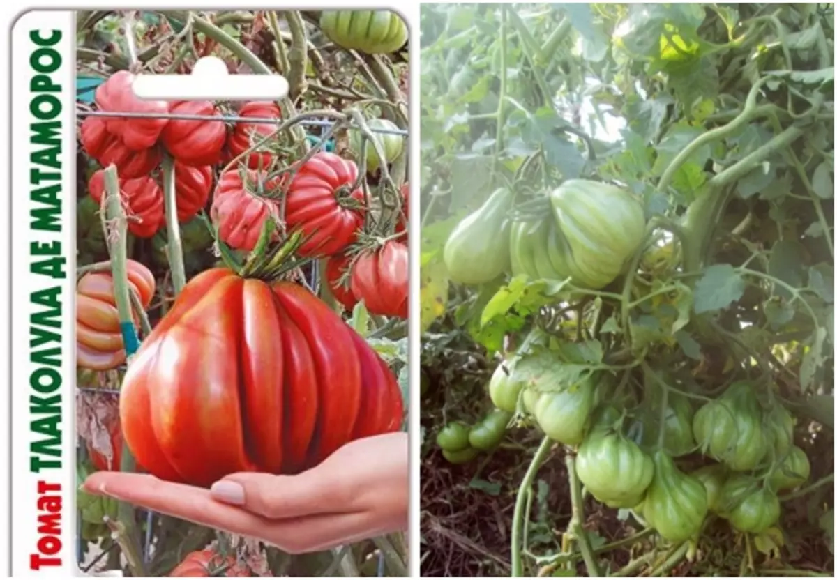 Sementes de Tomata Tlaolulla de Matamoros