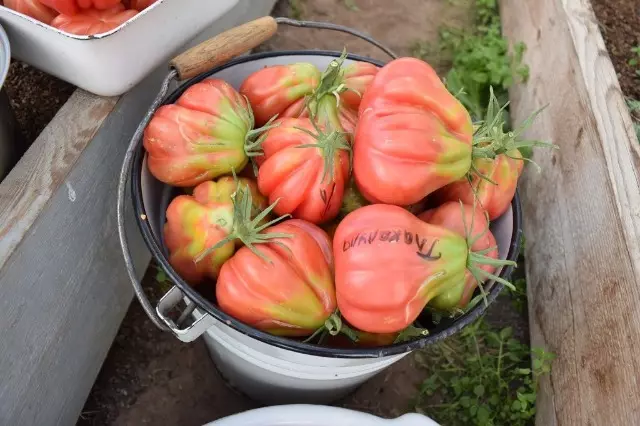 Vintage Tomatas Tlaolula de Matamoros