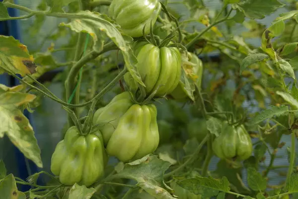 Bushes Tomate Tlakolul de Matamoros