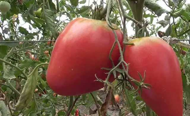 Tomate sur une branche