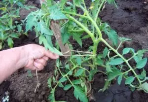 The best ways to correctly tie tomatoes in a greenhouse and open soil