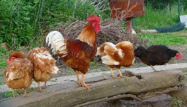 Rooster with chicken