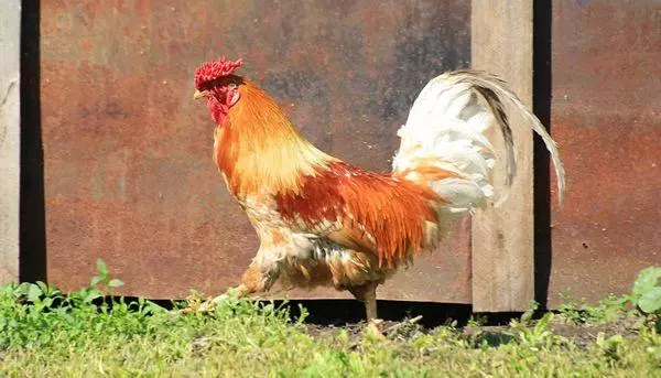Rooster in chicken coop
