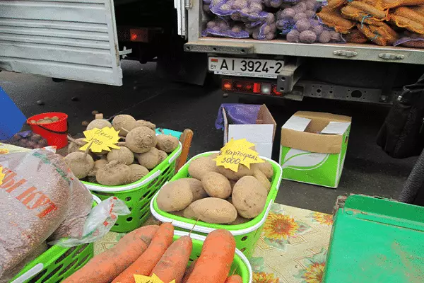 کھدائی tubers.