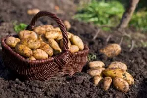 Description of grade potato zorachka, peculiarities of cultivation and care