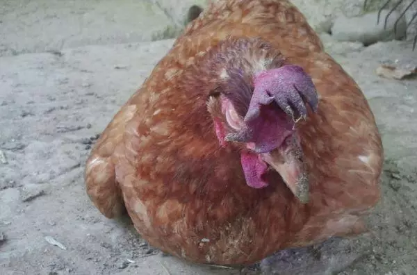 Bolesna piletina