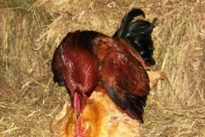 Schema di accoppiamento e descrizione del processo, come un gallo fertilizza il pollo