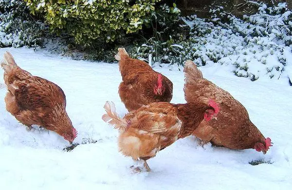Winter chickens