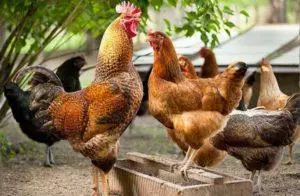 What depends the body temperature in chickens and its norm