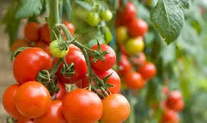 Vintage tomatoes