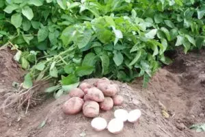 Beskrivning av potatis Slavyanka, funktionerna i odling och vård