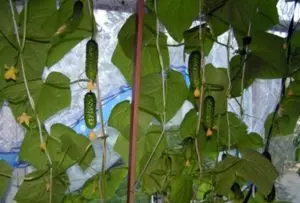 Paglalarawan ng grado ng mga cucumber balcony miracle, peculiarities of cultivation and care