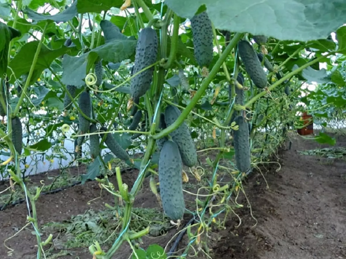 Coutes Cucumbers kasvihuoneessa