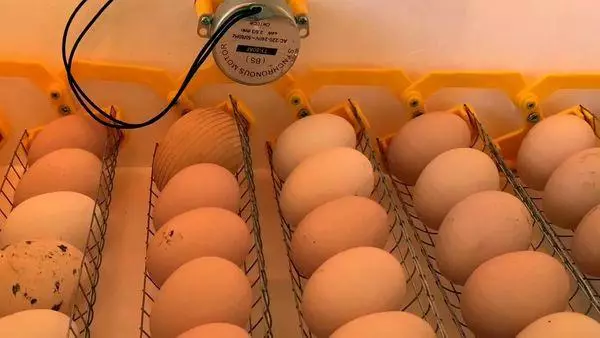 Huevos en la incubadora.