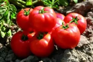 Famaritana ny Tomato Sadik F1 Tomato, endri-javatra mitombo sy fijinjana