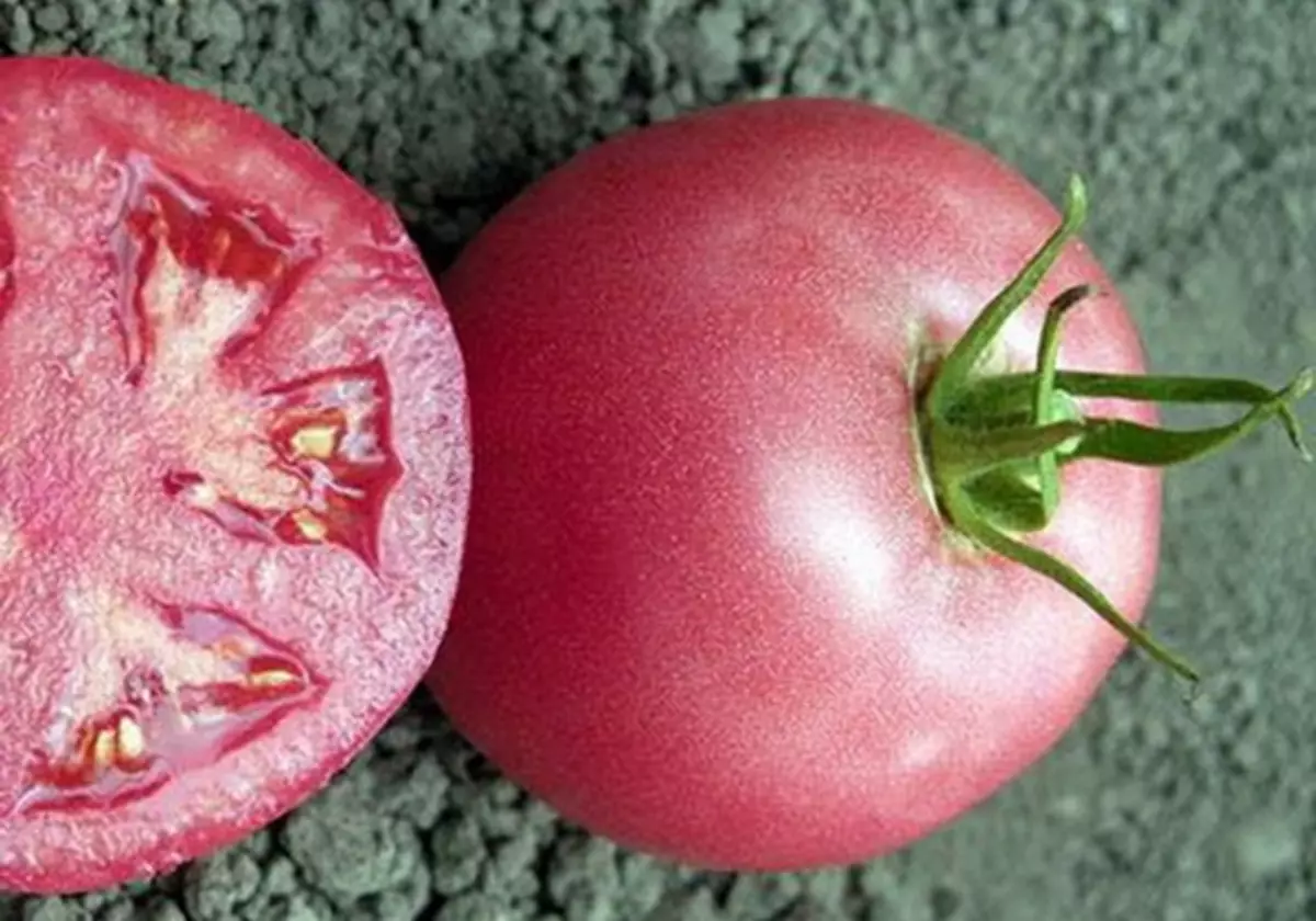 Tomaten roze unicum binnenin