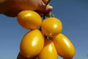 Beskrivelse af tomat guld børste tomat, funktioner ved dyrkning og pleje